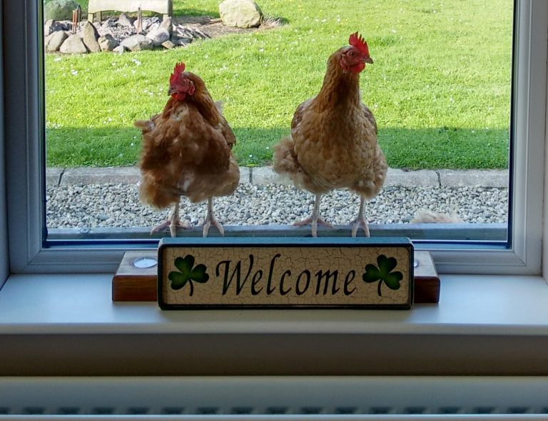 Welcome chickens (3) - Glens of Antrim
